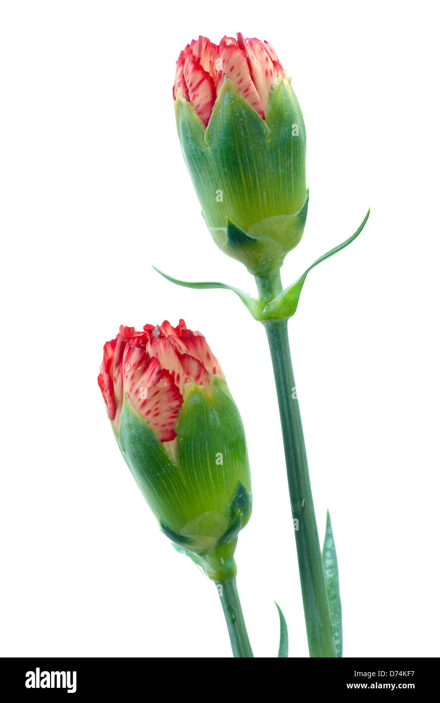 Single Red Carnation Flower Isolated High Resolution Stock Photography ...
