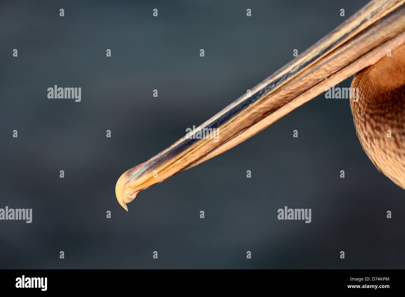 Sharp bill beak hi-res stock photography and images - Alamy