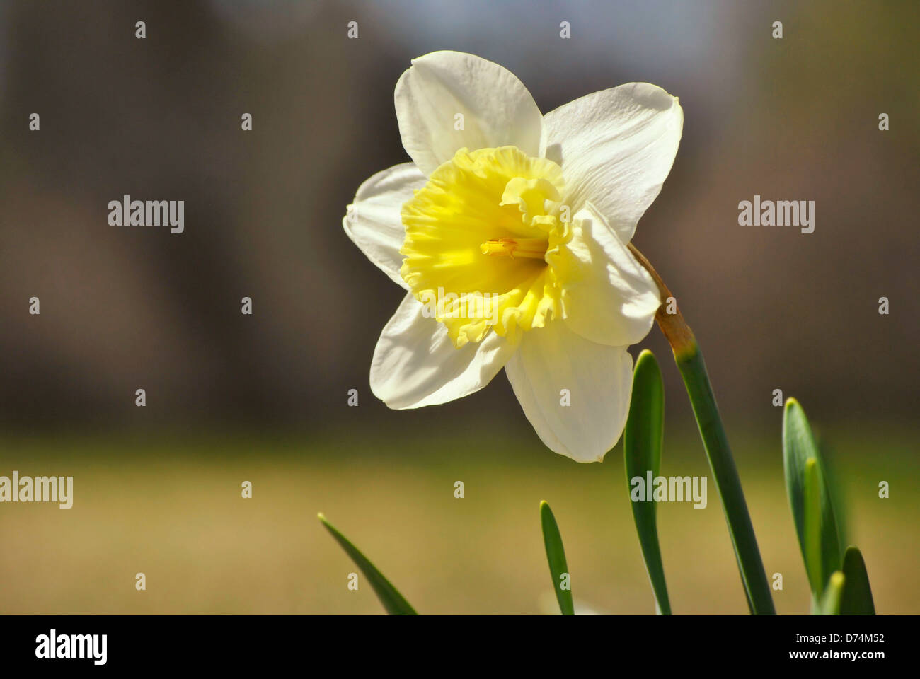 bright spring flower in the field Stock Photo - Alamy