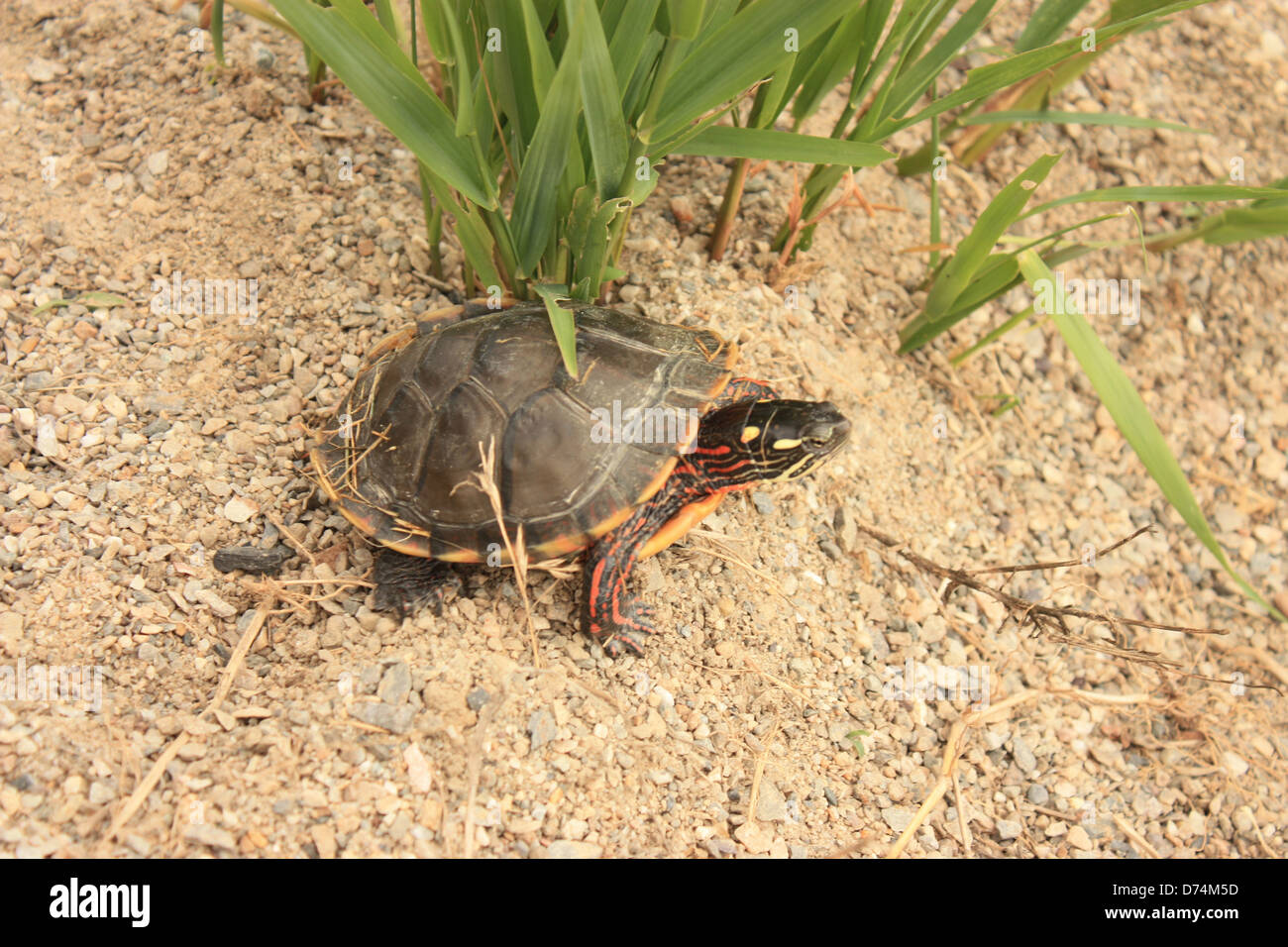 Eastern painted turtle hi-res stock photography and images - Alamy