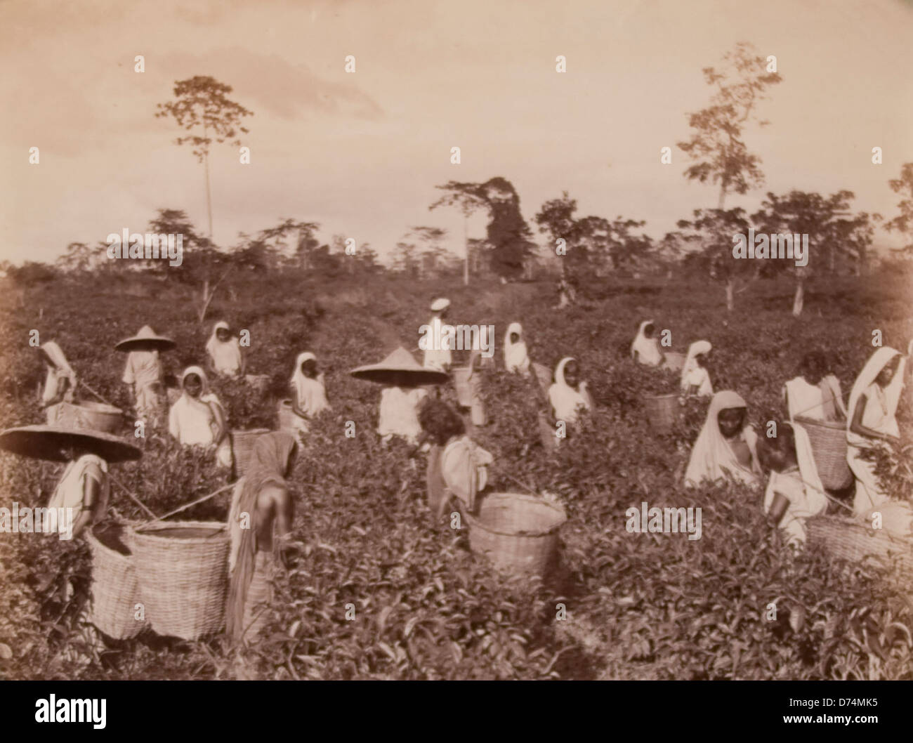 A photograph depicting workers plucking tea in Ceylon (now Sri Lanka ...