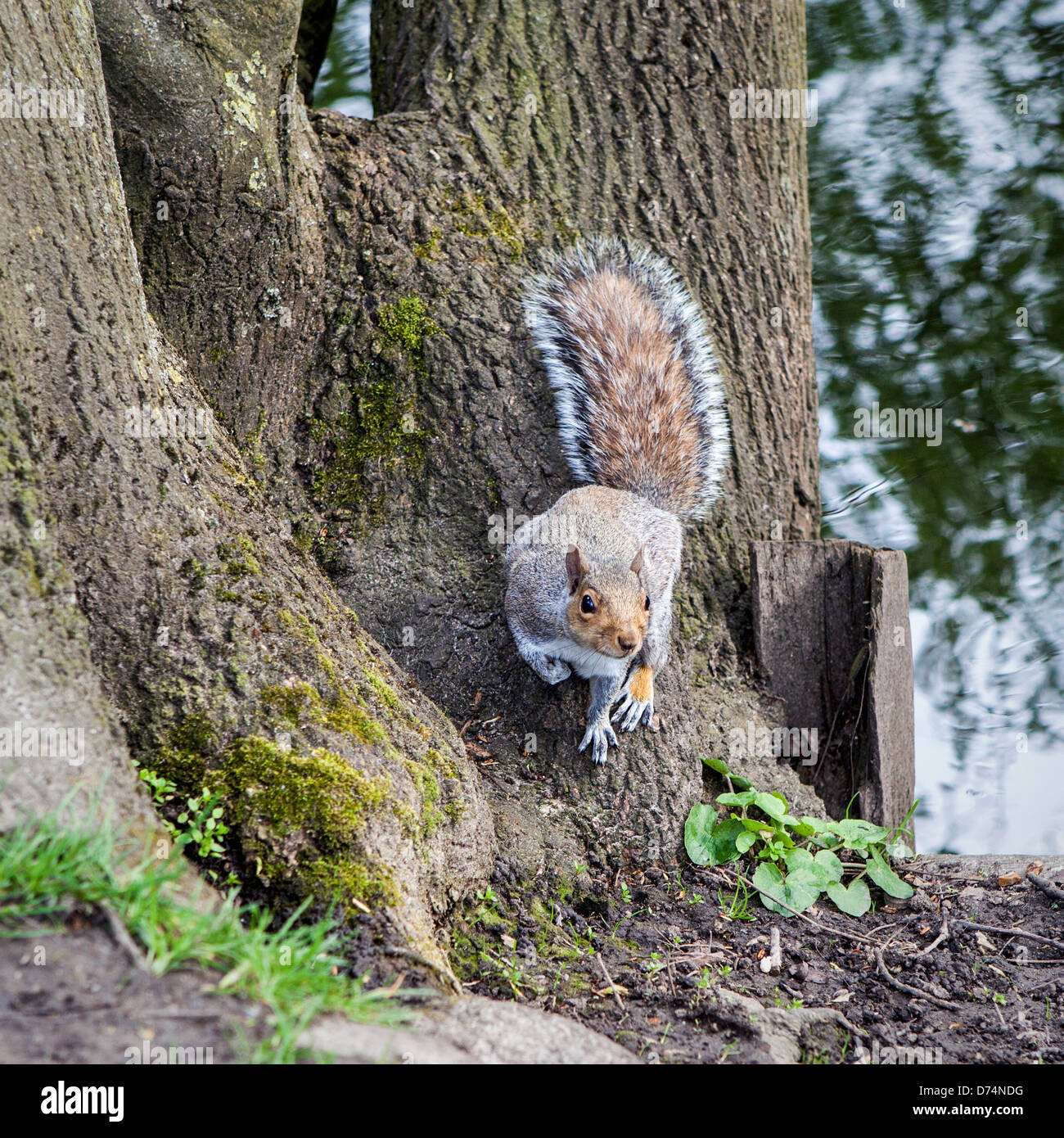 Grey Squirrel at the base of a tree next to a river Stock Photo - Alamy