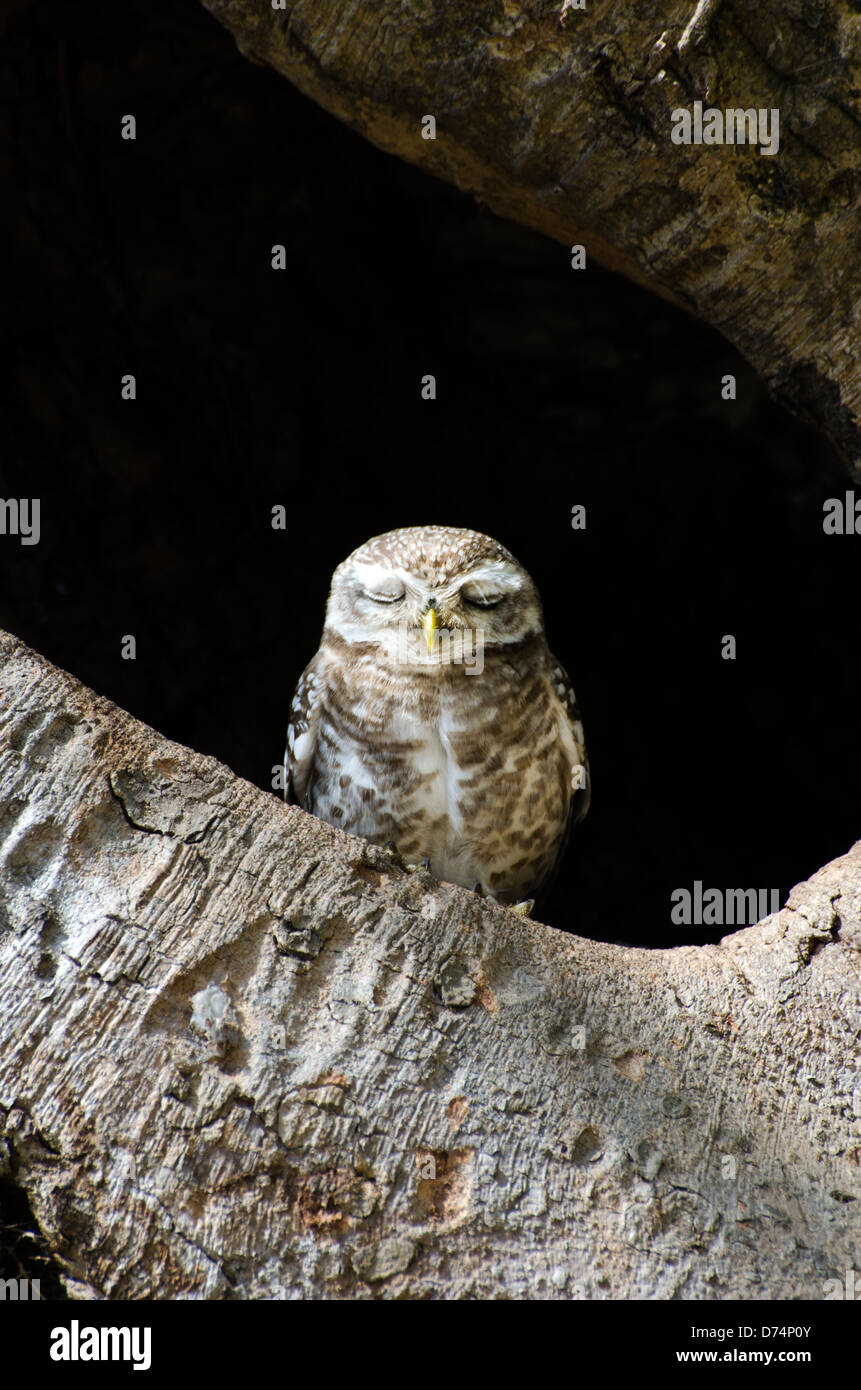 Indian owlet hi-res stock photography and images - Alamy