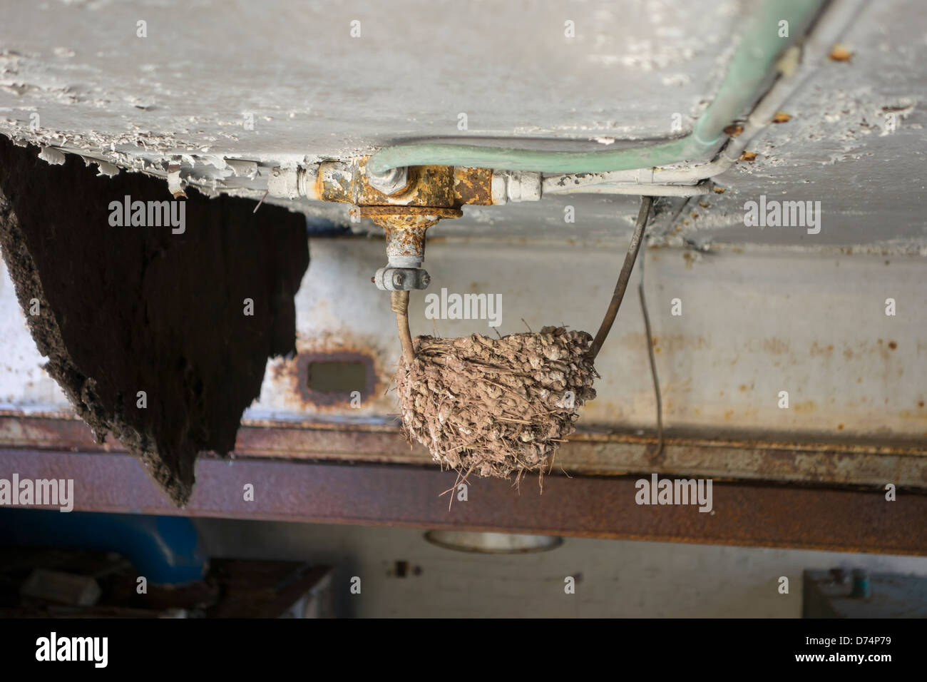 Birds nest constructed around electric cable hanging from a ceiling in ...
