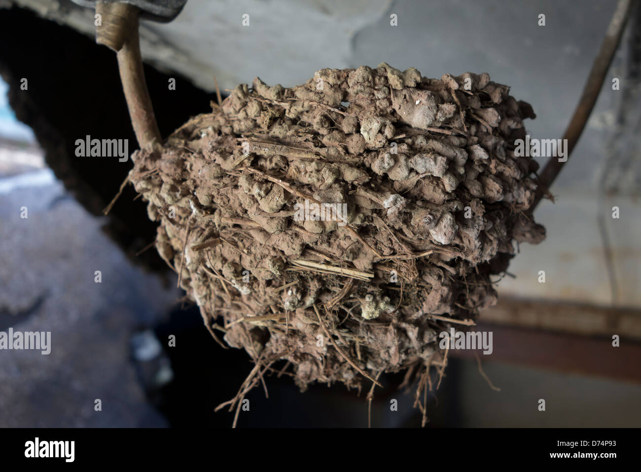 Birds nest constructed around electric cable hanging from a ceiling in ...
