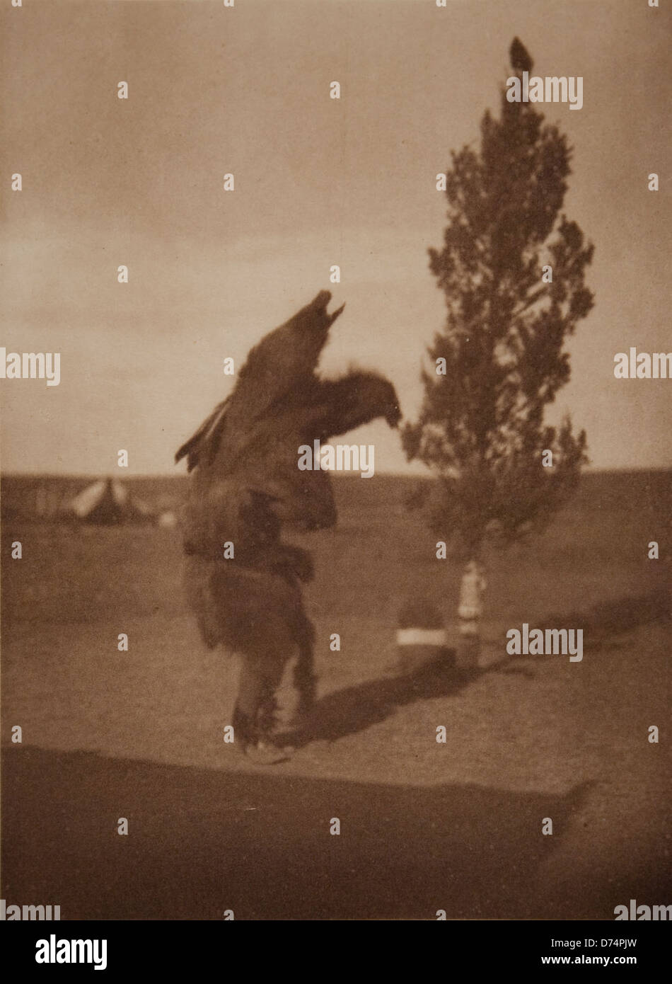 'Prayer to the Cedar' is a poignant cultural representation of the ...