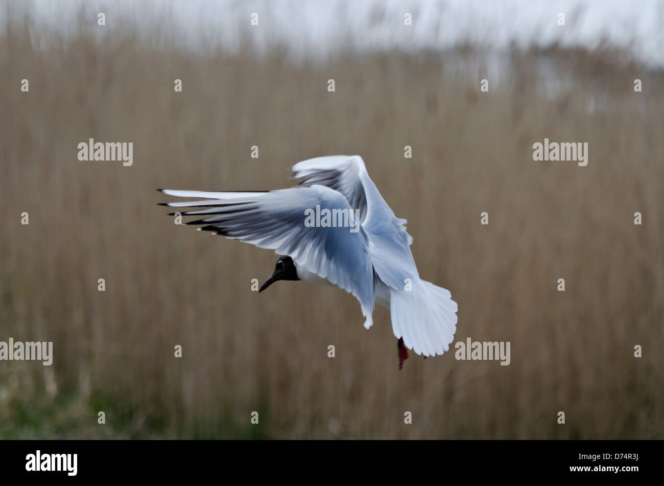 Seagull colour hi-res stock photography and images - Alamy