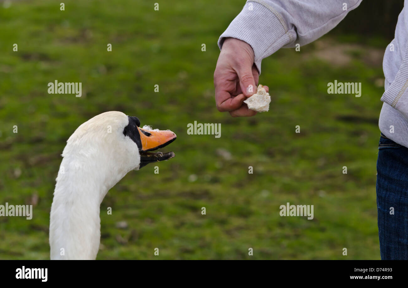 Swan about to take some bread Stock Photo - Alamy
