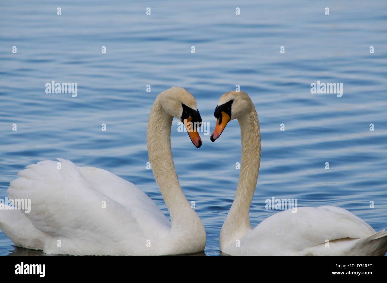 Mating swans hi-res stock photography and images - Alamy