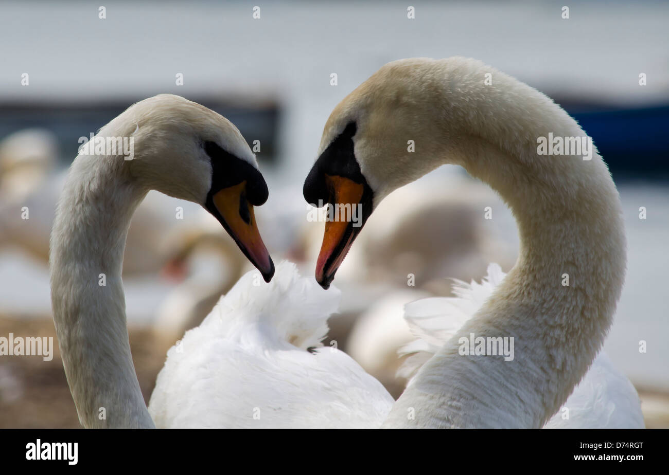 Swans making a heart shape Stock Photo - Alamy