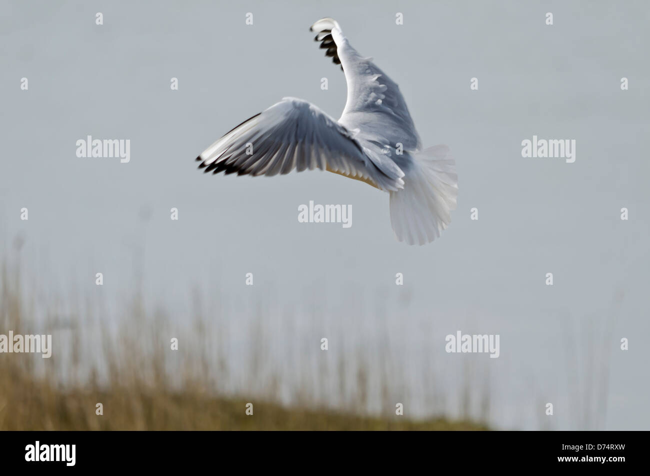 Seagull in flight Stock Photo - Alamy