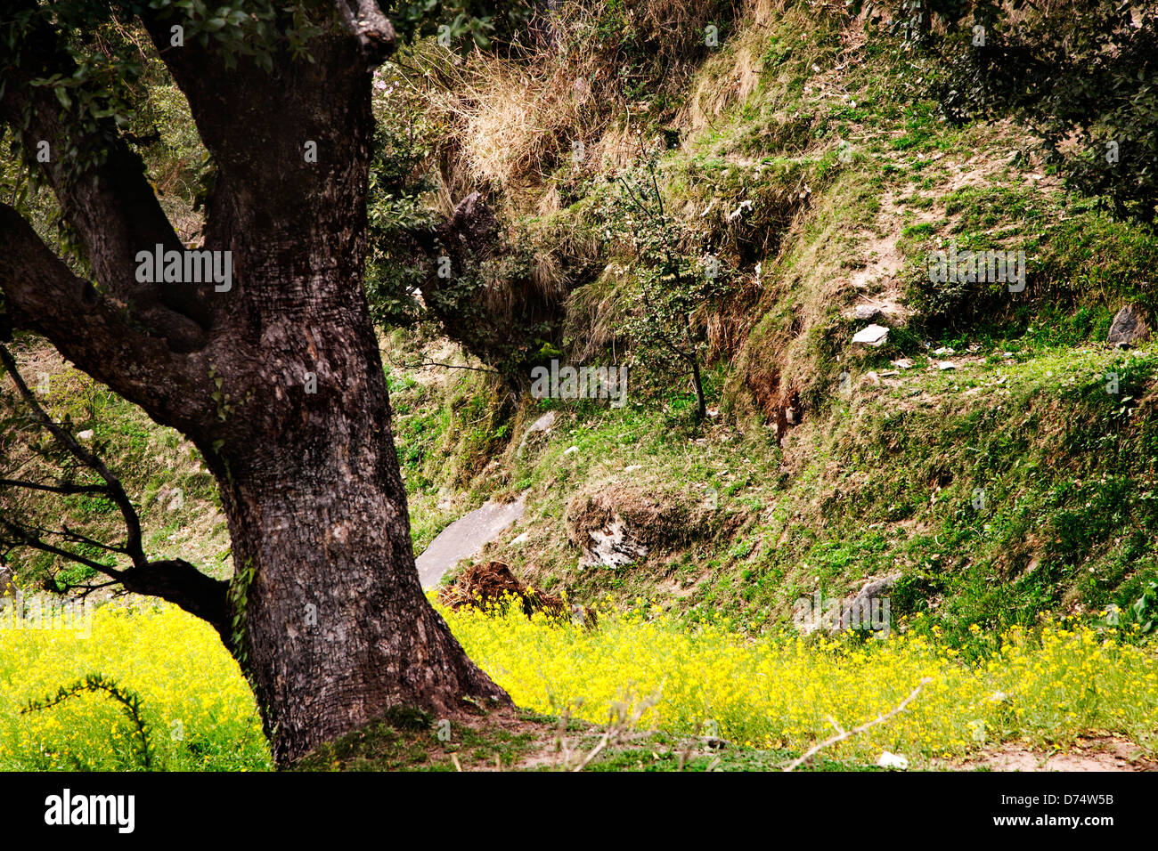 Trees in a forest, Manali, Himachal Pradesh, India Stock Photo - Alamy