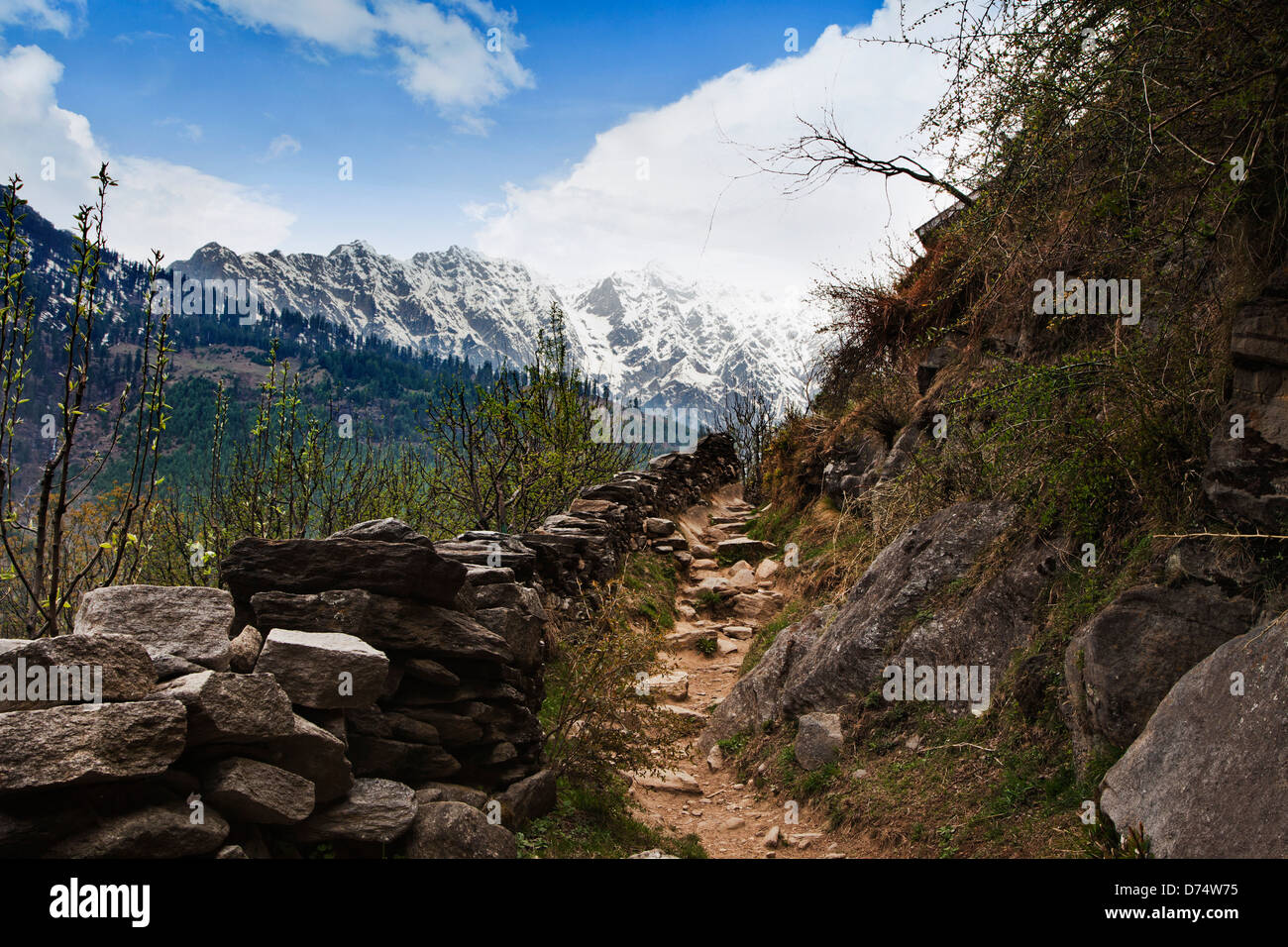 Trees on mountain, Manali, Himachal Pradesh, India Stock Photo - Alamy