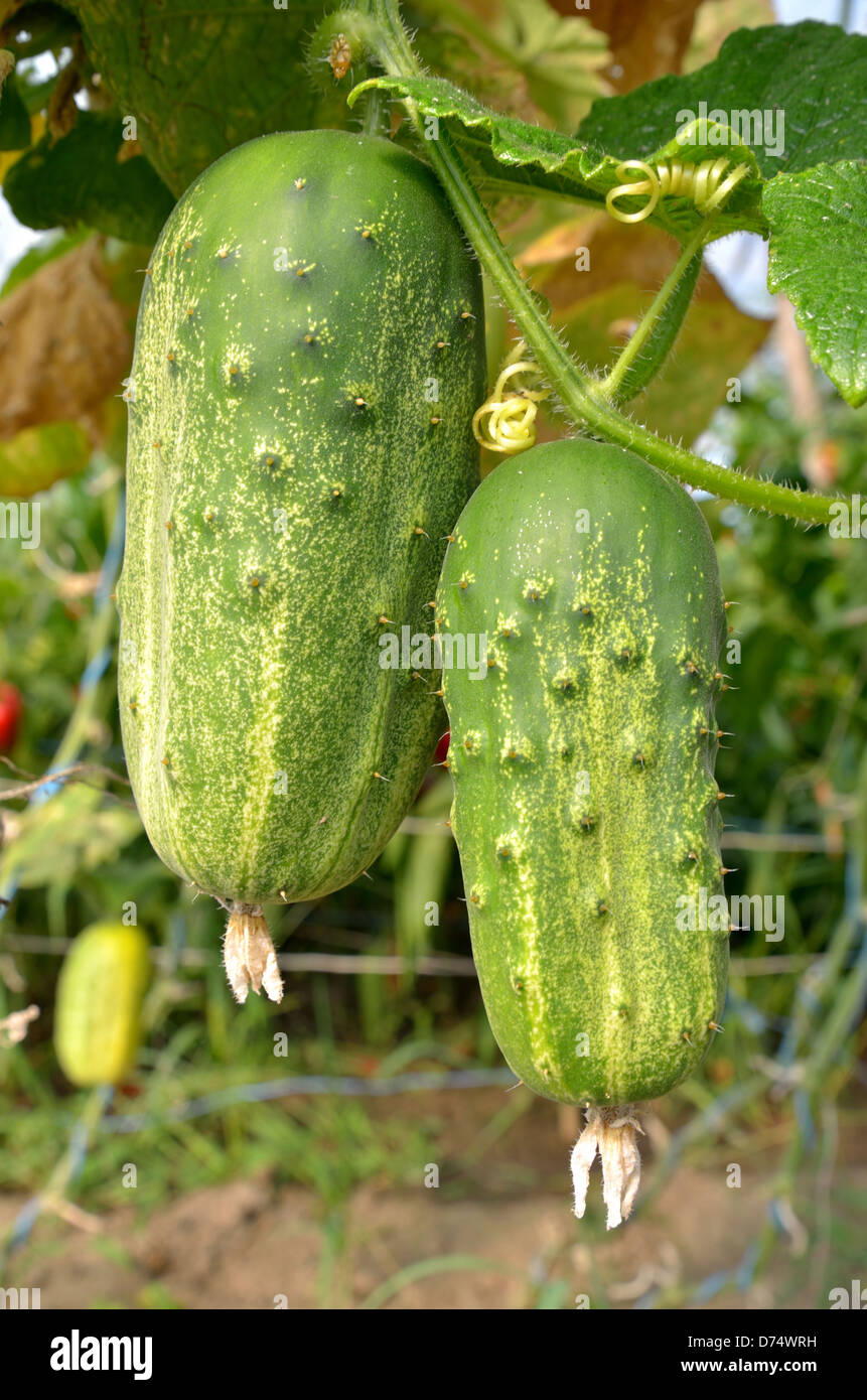 Cucumbers in the garden grow on natural way Stock Photo - Alamy