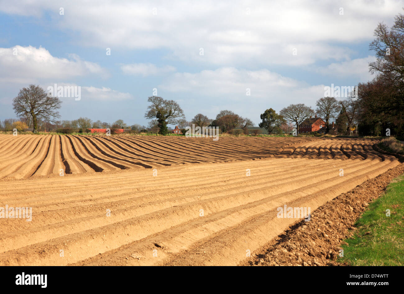 A view of a freshly planted field of potatoes with ridge patterns on a ...