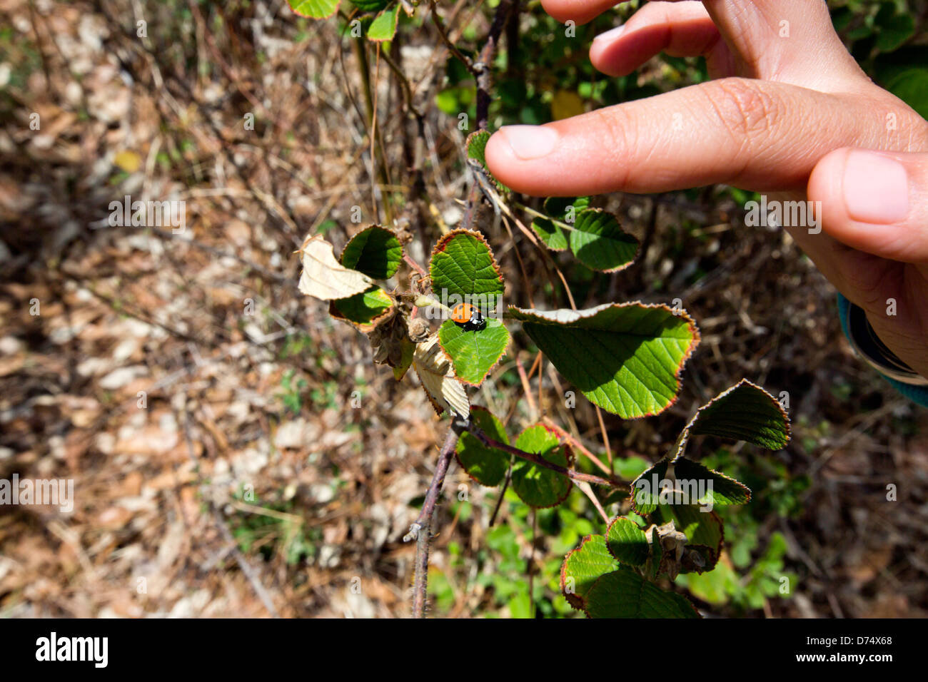 Close-up of a person's hand touching insect on leaves, Shimla, Himachal ...