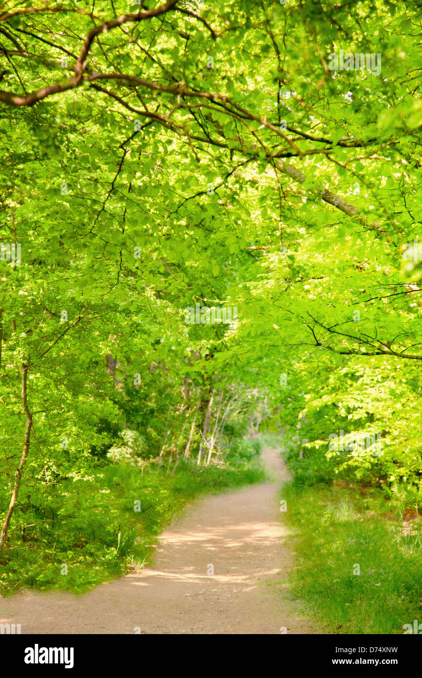 Woodland Path, Cowden Woods, Comrie Scotland UK Spring Stock Photo - Alamy