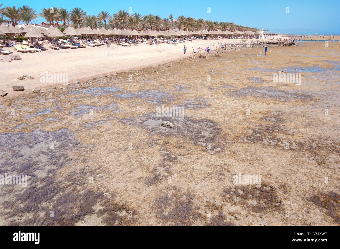 Low tide on coral beach, Sharm el-Sheikh, Sinai Peninsula, Egypt Stock ...