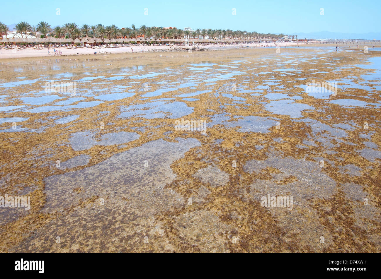 Low tide on coral beach, Sharm el-Sheikh, Sinai Peninsula, Egypt Stock ...