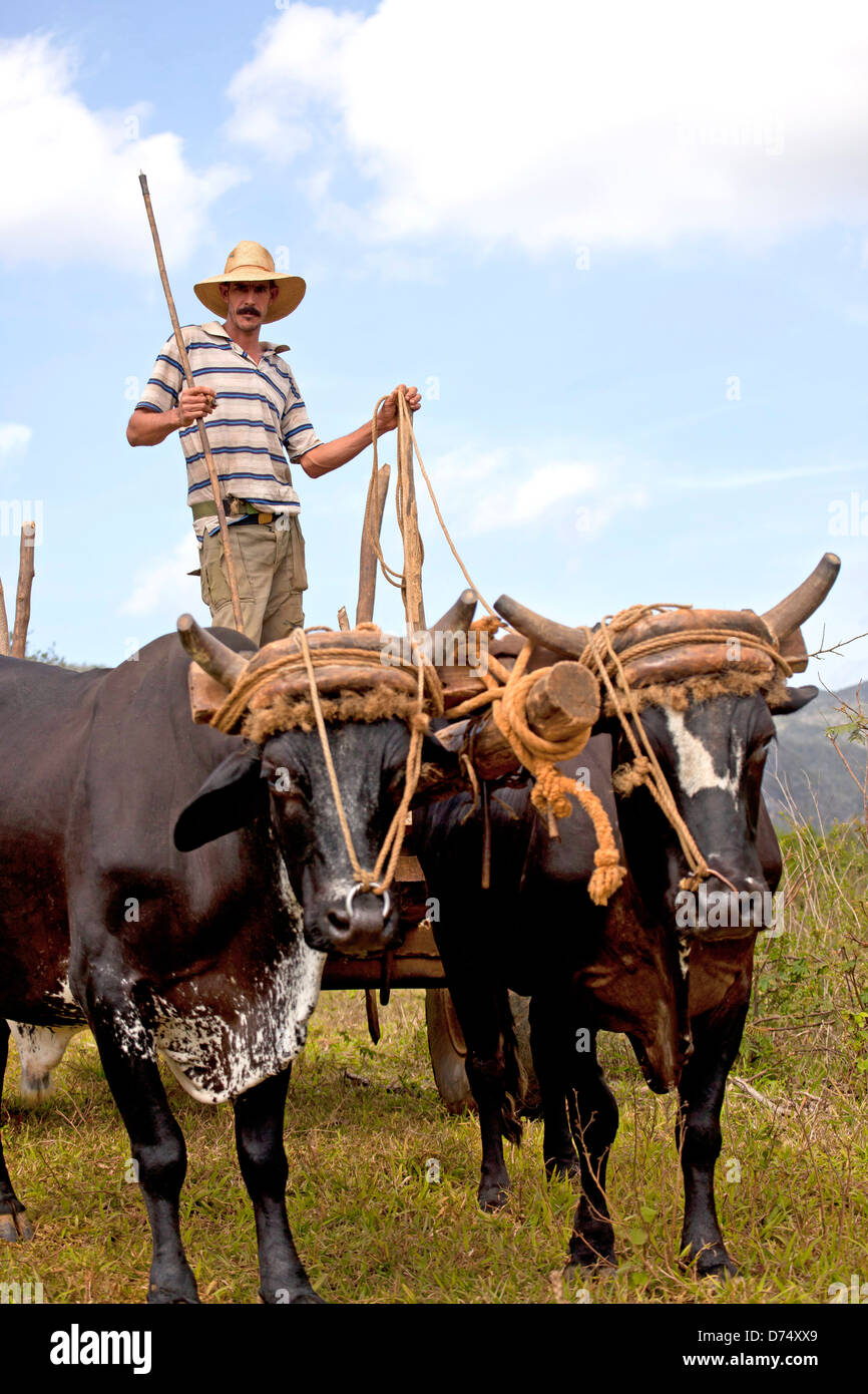 Farmer oxcart ox drawn carriage in hi-res stock photography and images ...