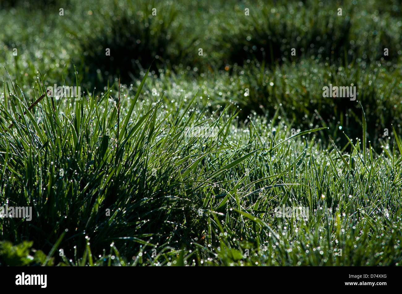 Dew grass field hi-res stock photography and images - Alamy
