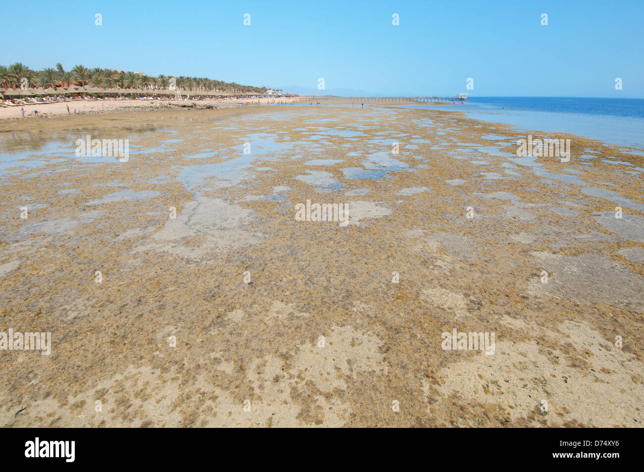 Low tide on coral beach, Sharm el-Sheikh, Sinai Peninsula, Egypt Stock ...