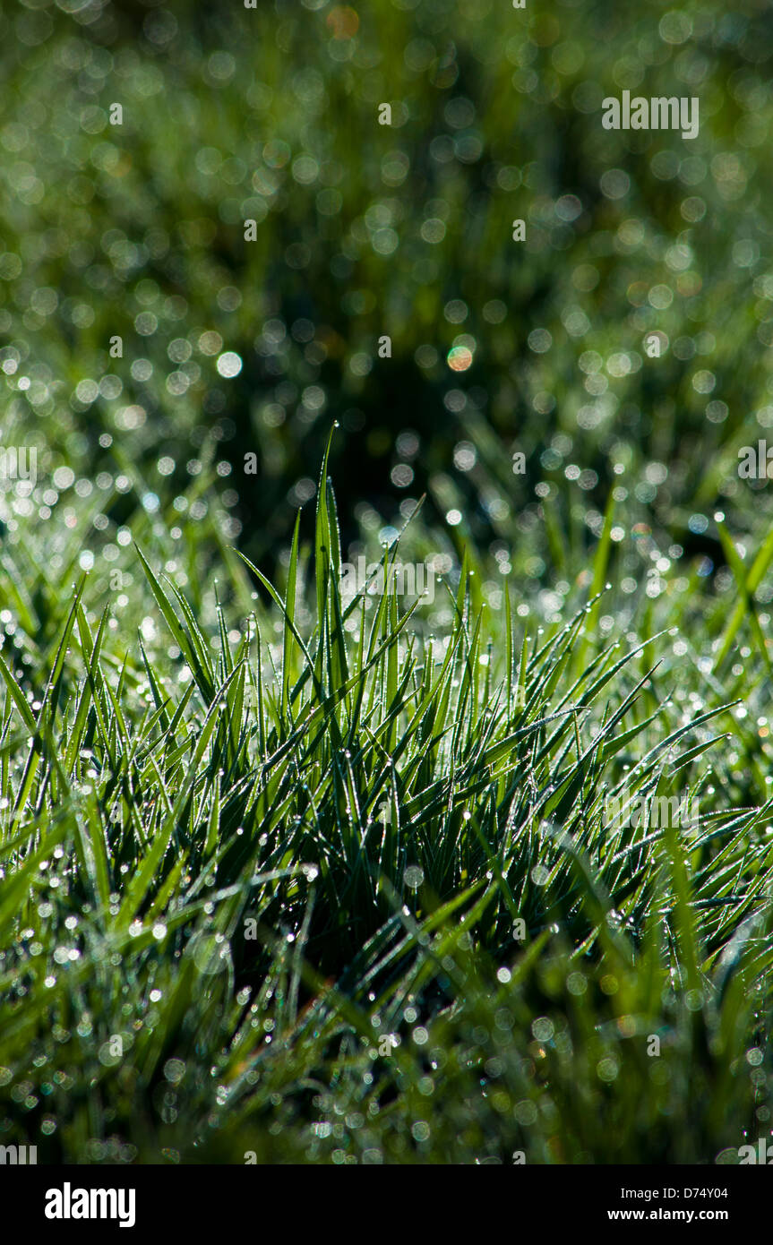Morning dew on grass hi-res stock photography and images - Alamy