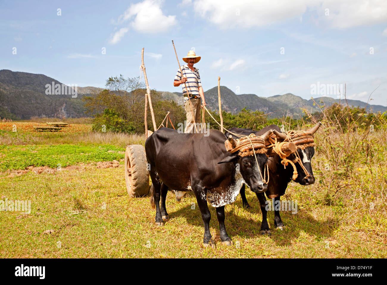 Ox drawn carriage hi-res stock photography and images - Alamy