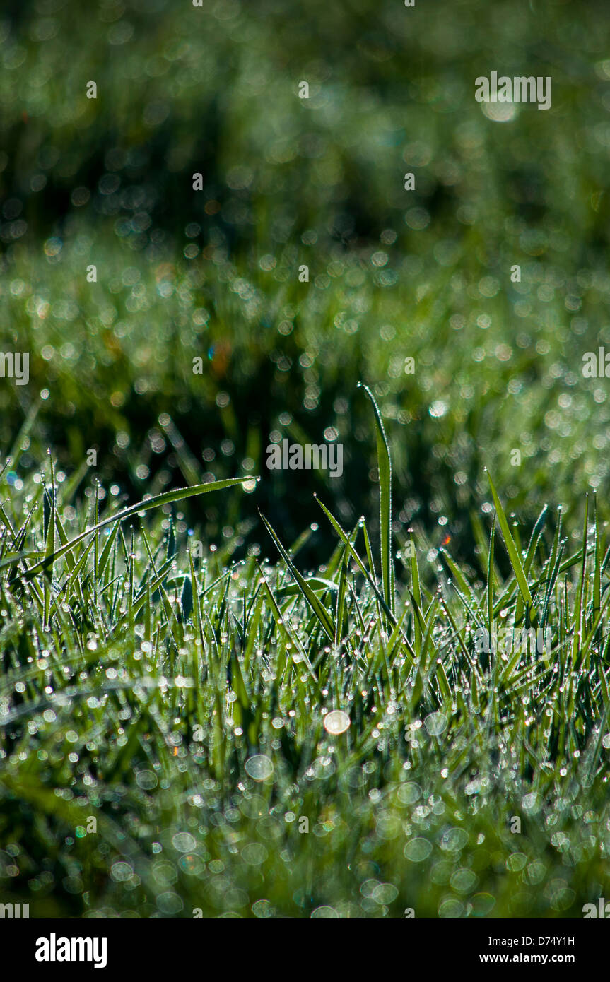 Early morning dew on grass field Stock Photo - Alamy