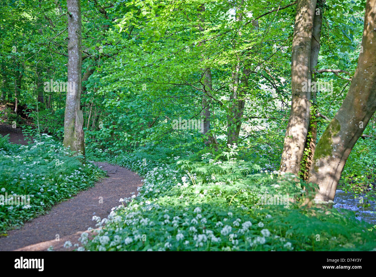 Path through wood trees hi-res stock photography and images - Alamy