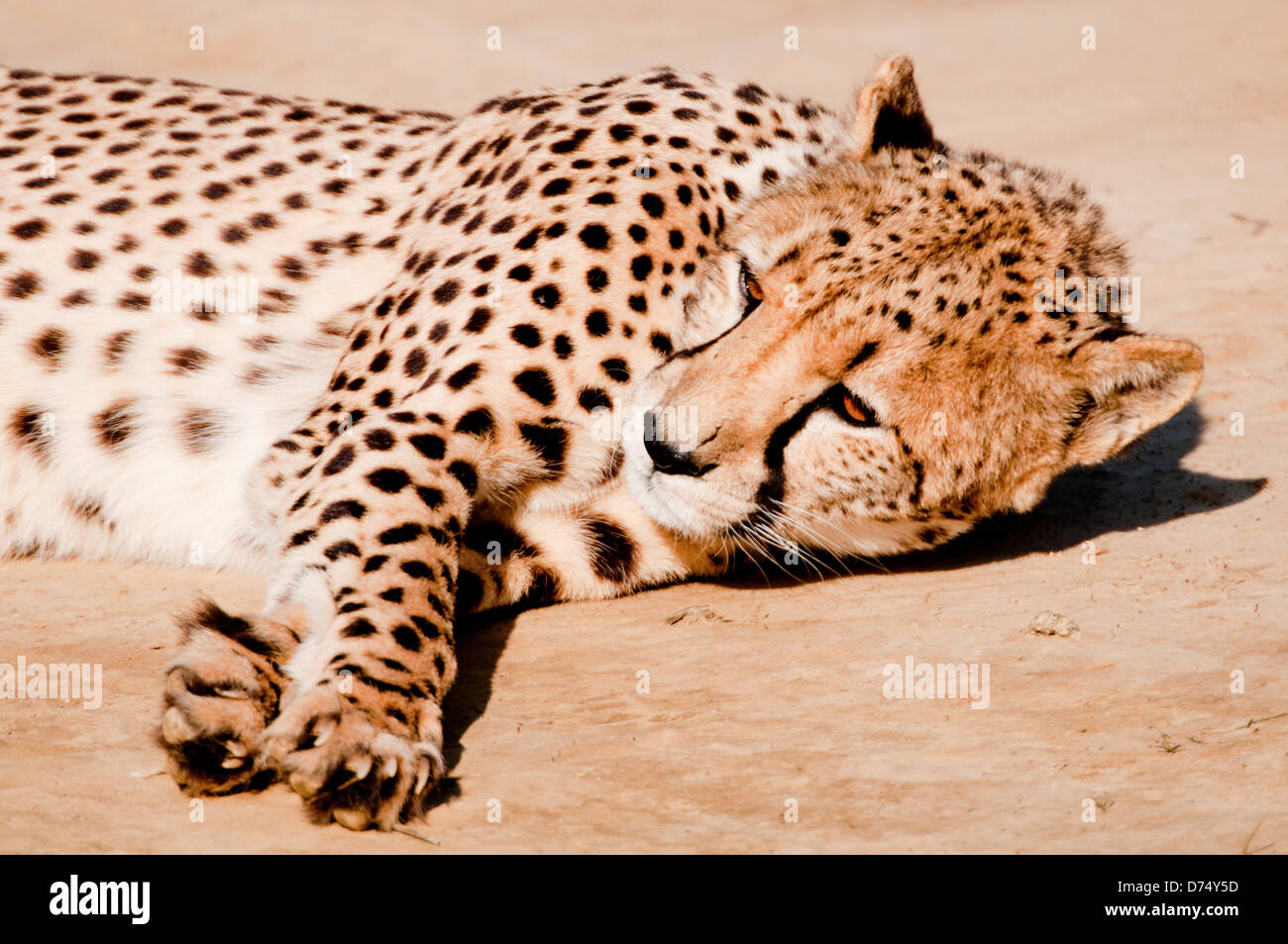 Cheetah lying in the sun Stock Photo - Alamy