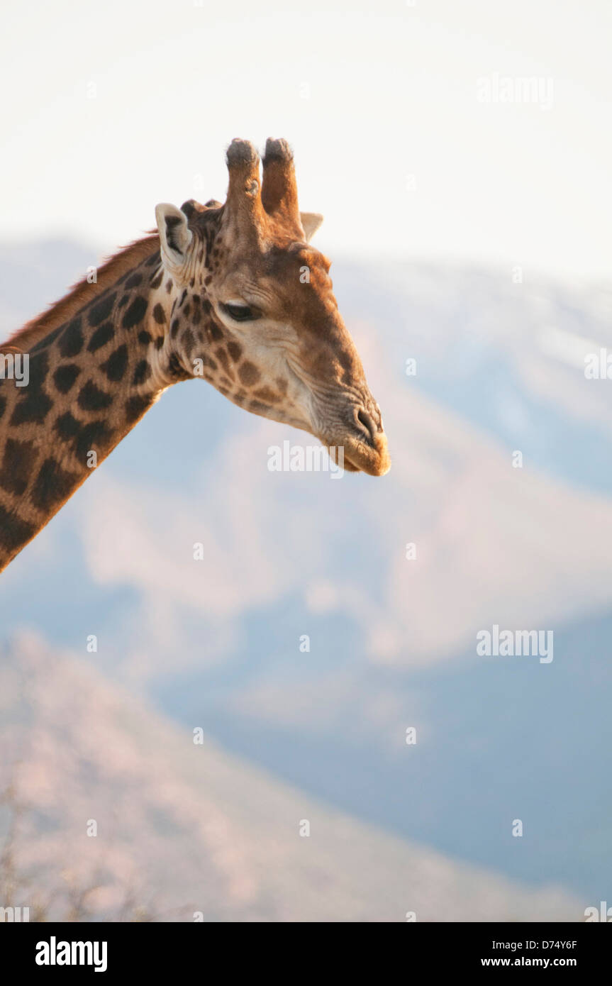 Giraffe nature hi-res stock photography and images - Alamy