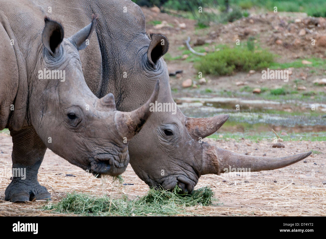 Rhinos eating food Stock Photo - Alamy