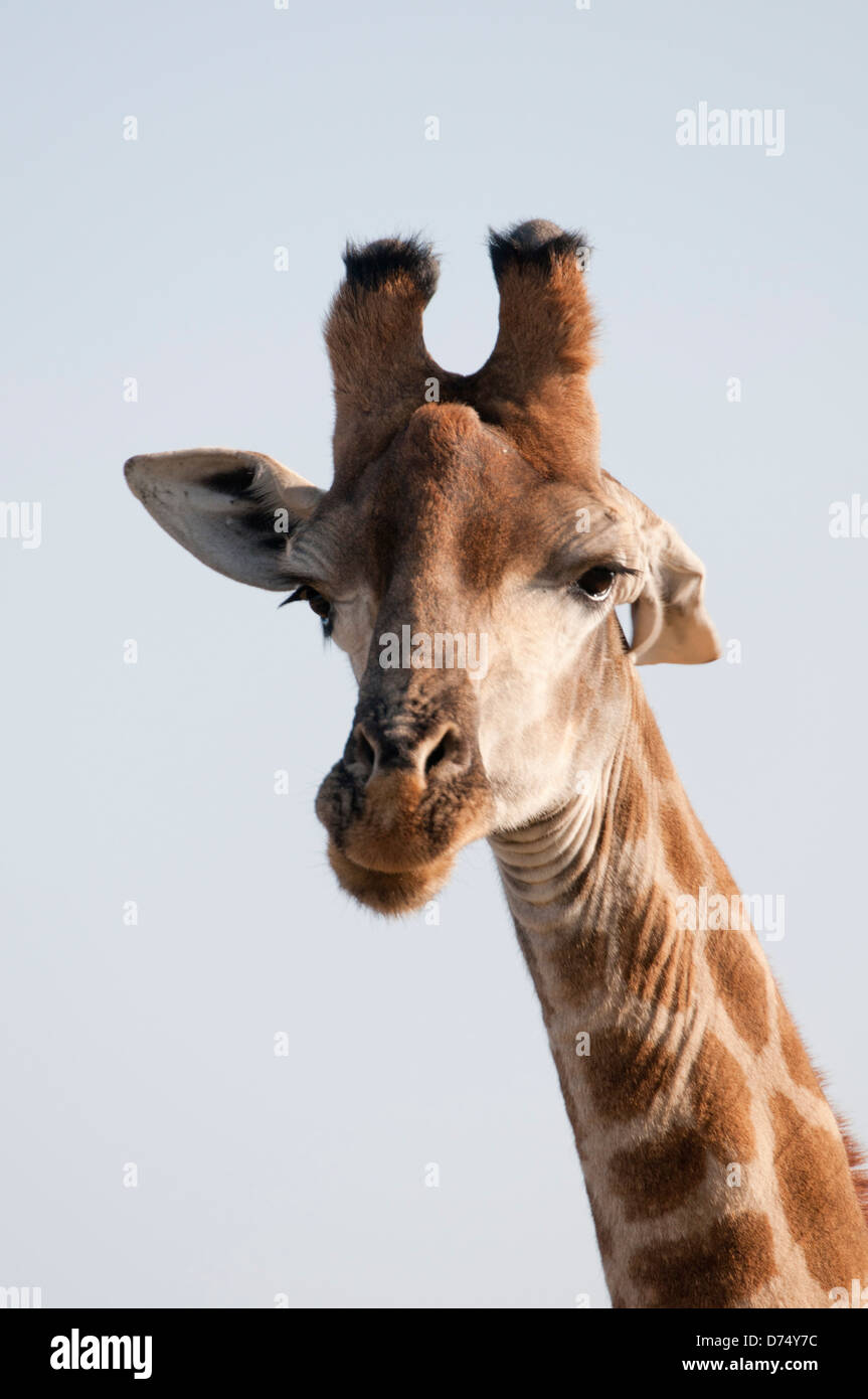 Giraffe nature hi-res stock photography and images - Alamy