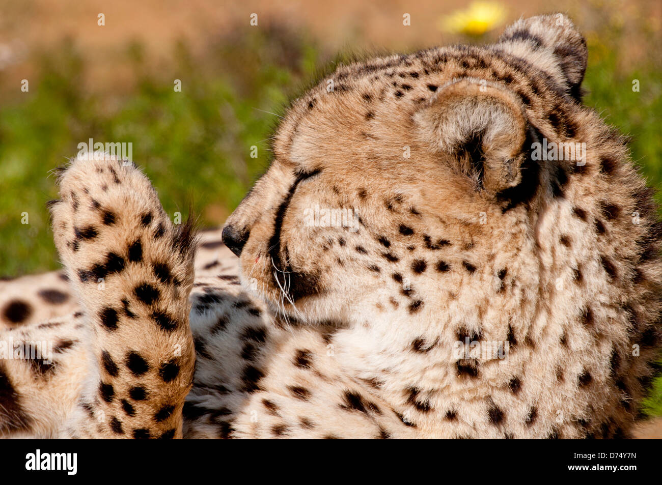 Cheetah lying in the sun Stock Photo - Alamy