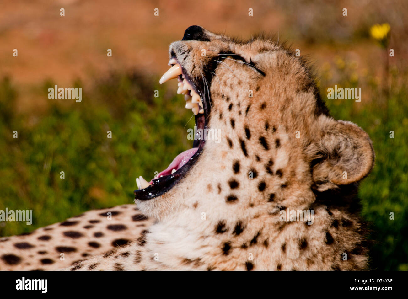 Cheetah lying in the sun yawning Stock Photo - Alamy