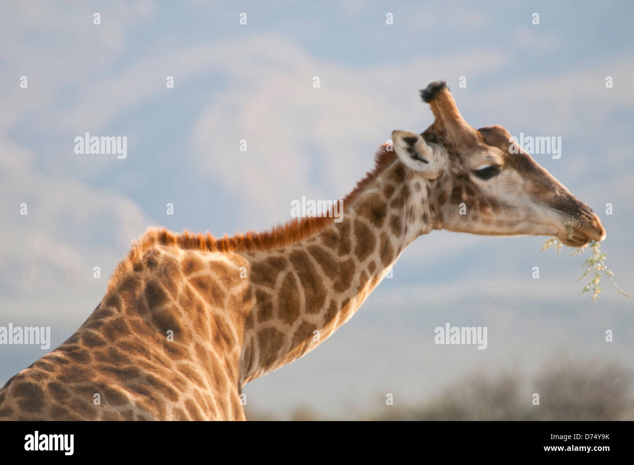 Giraffe nature hi-res stock photography and images - Alamy