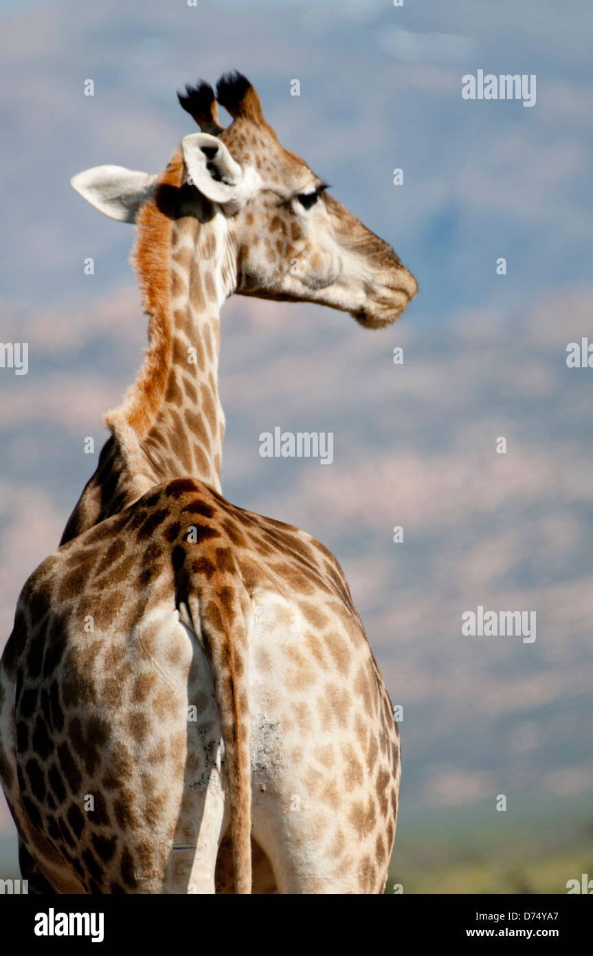 Africa safari giraffe hi-res stock photography and images - Alamy