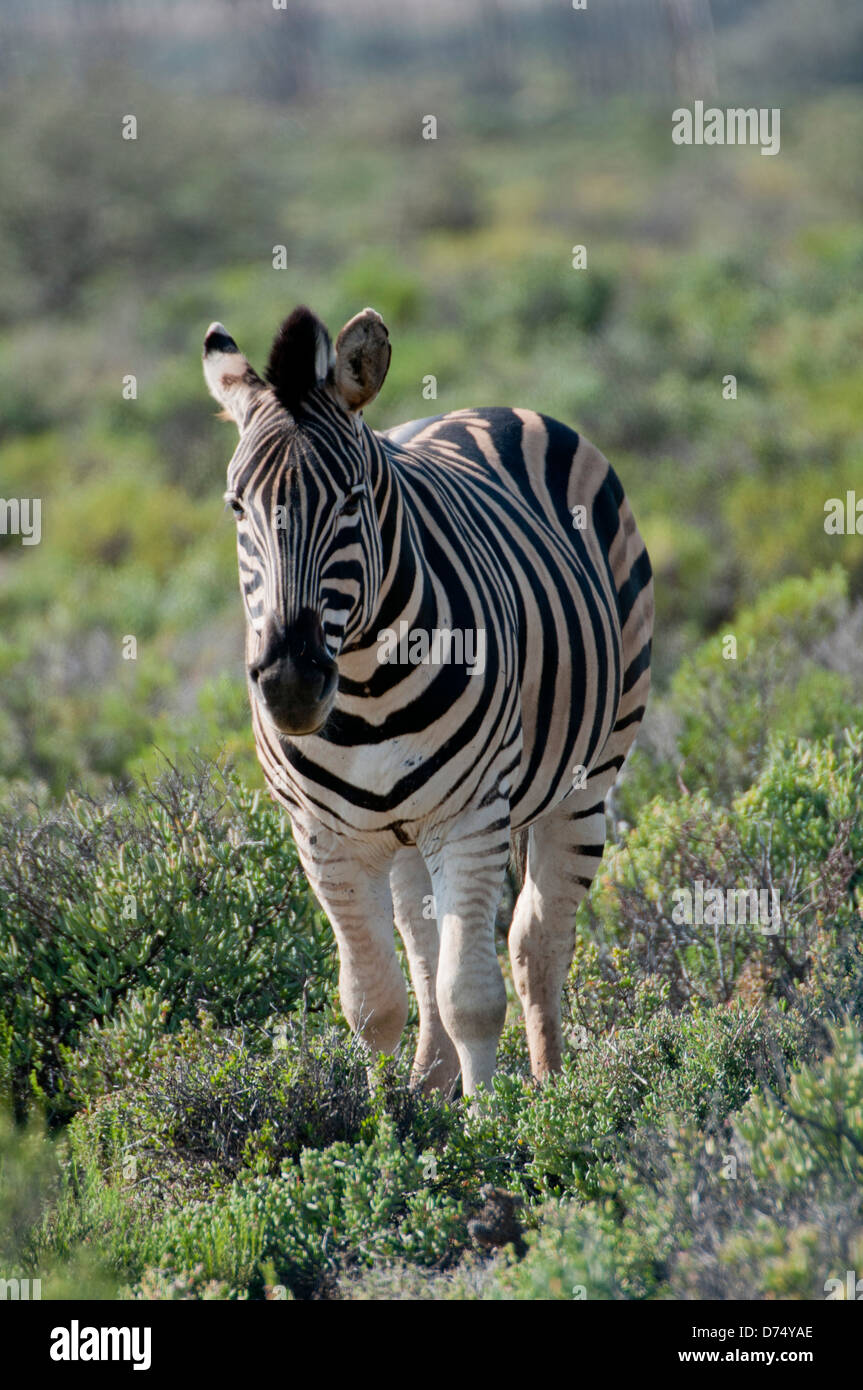 Fast zebra hi-res stock photography and images - Alamy