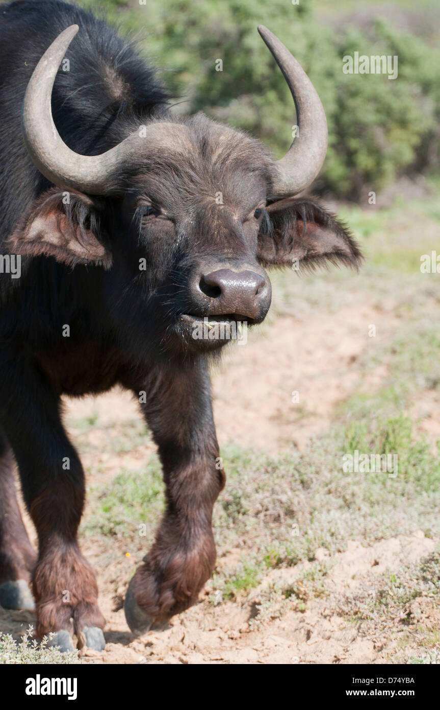Angry buffalo hi-res stock photography and images - Alamy