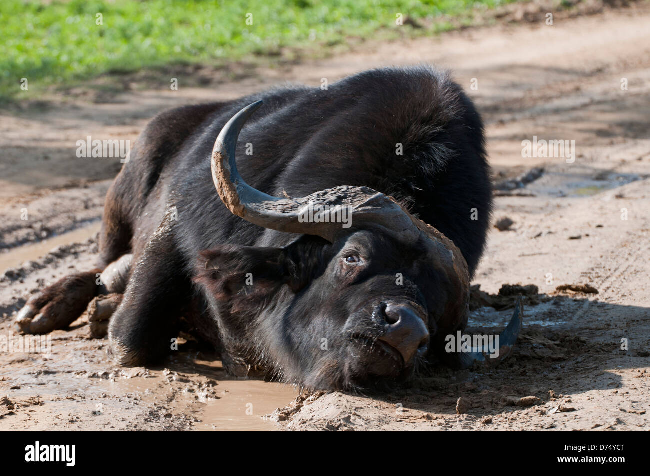Buffalo zoo animals hi-res stock photography and images - Alamy
