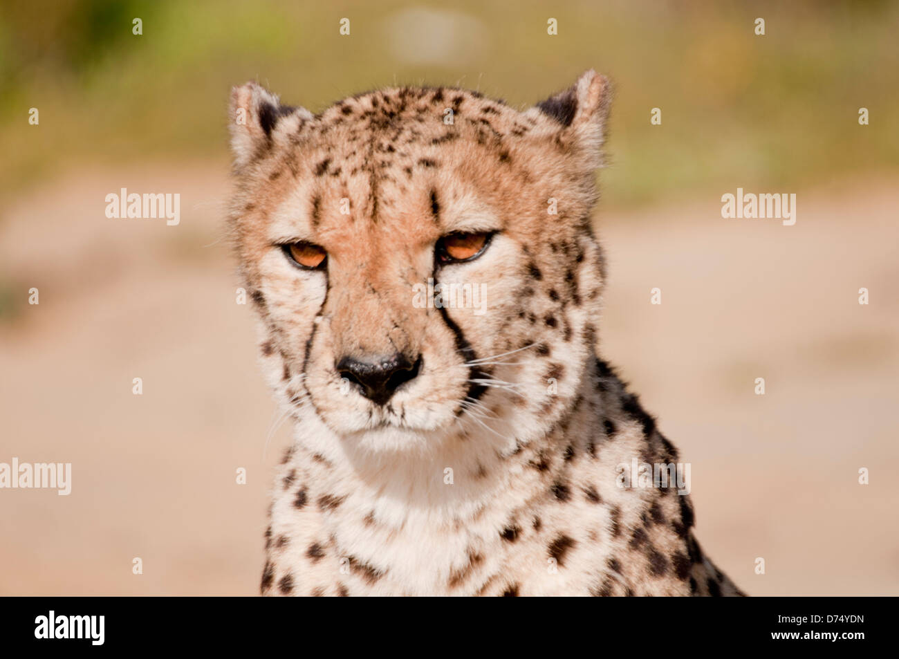Cheetah sitting in the sun Stock Photo - Alamy