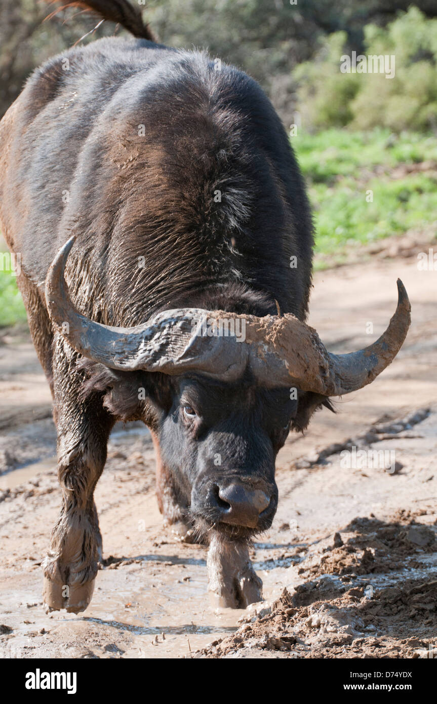 Buffalo nature hi-res stock photography and images - Alamy