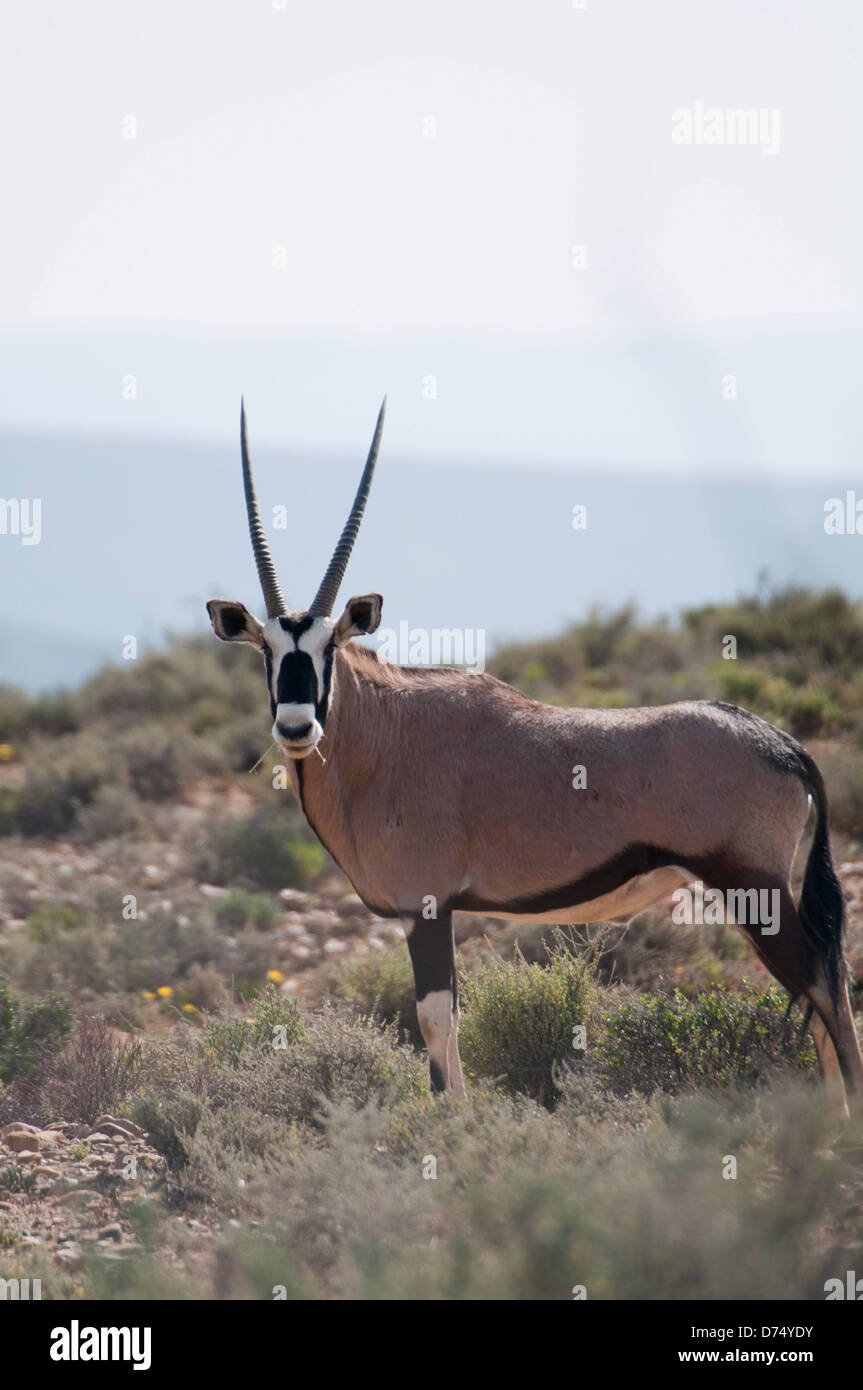 Deadly horns hi-res stock photography and images - Alamy