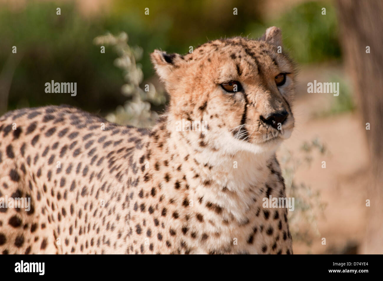Cheetah walking in the sun Stock Photo - Alamy
