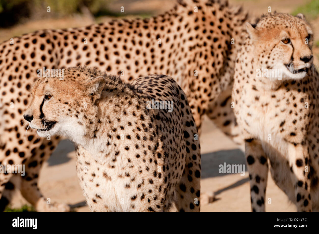 Cheetah walking around Stock Photo - Alamy