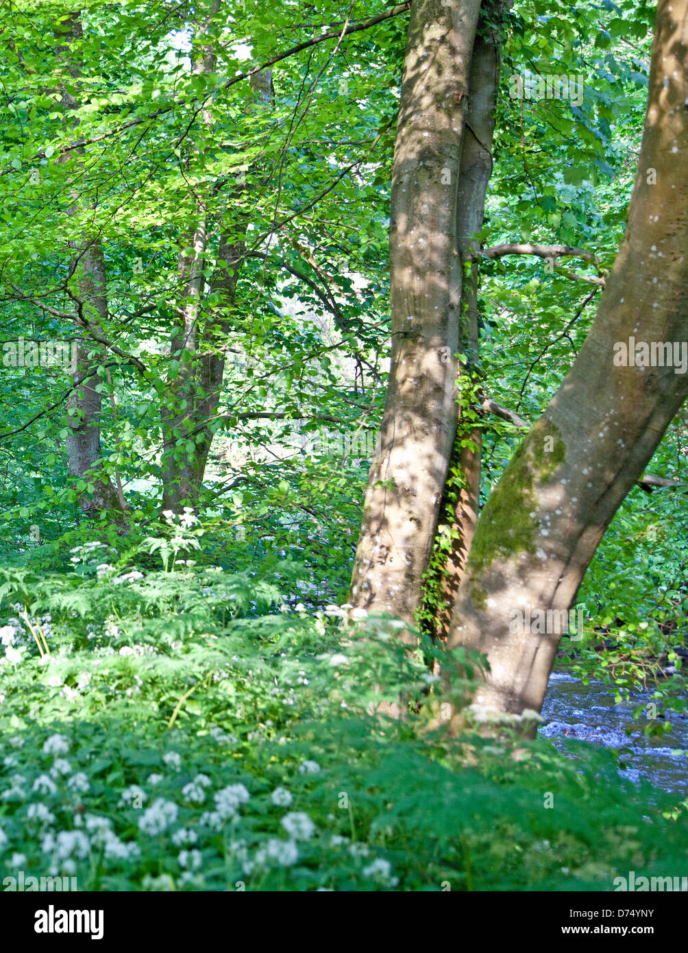 Path through spring woodland with wild garlic. Crieff Scotland UK Stock ...