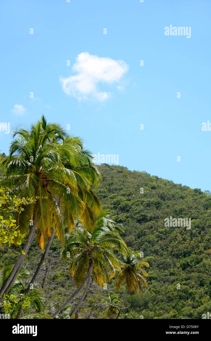 Palm trees and mountain on Cane Garden Bay, Tortola, British Virgin ...
