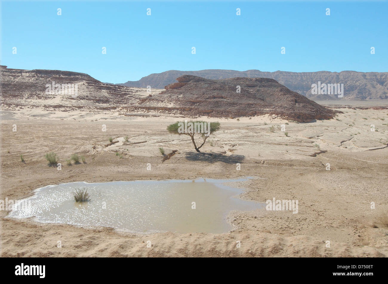Acacia tree sinai desert egypt High Resolution Stock Photography and ...