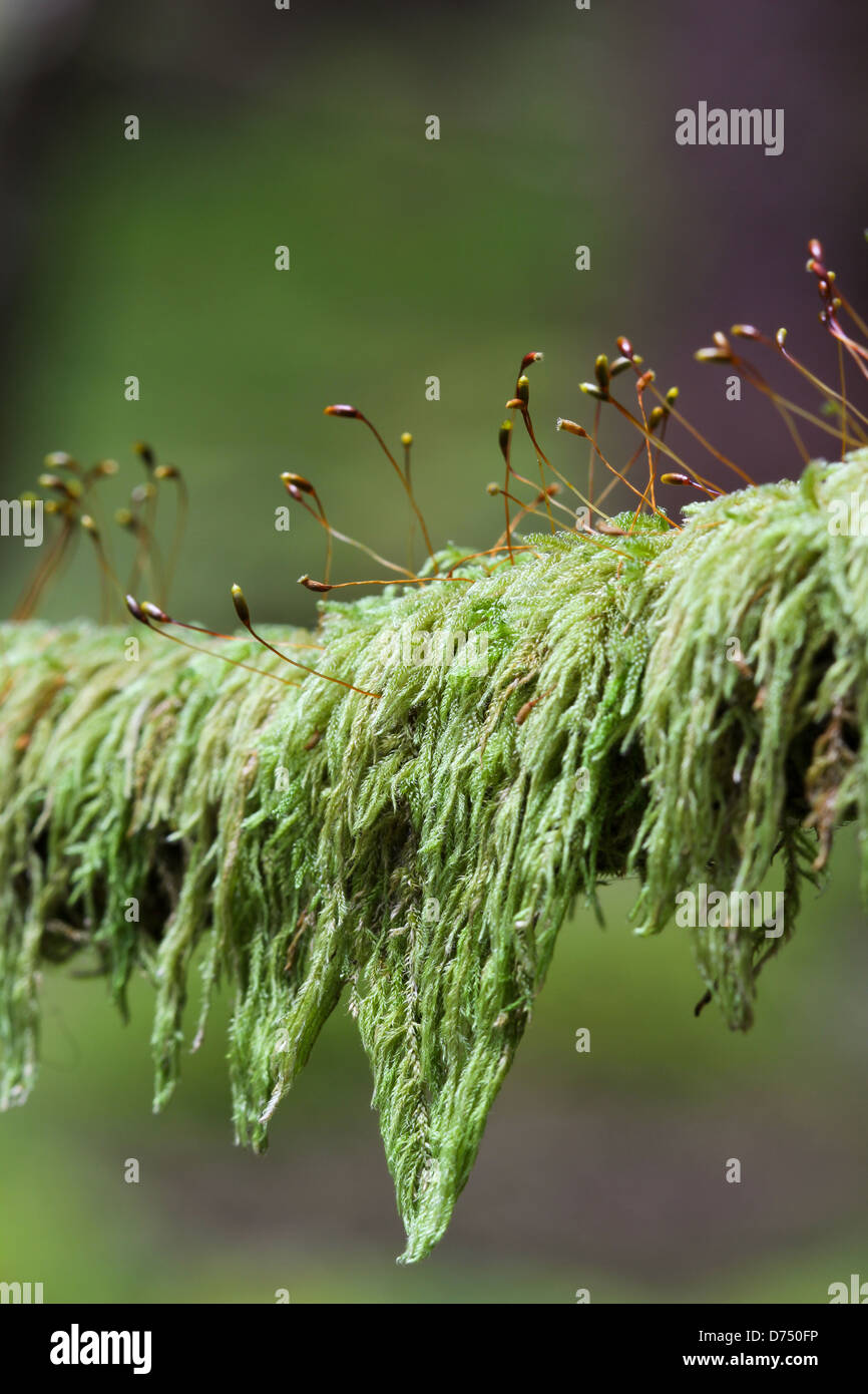 Moss and branch hi-res stock photography and images - Alamy